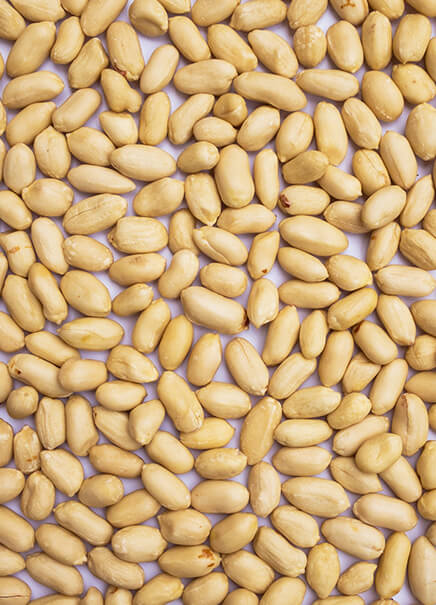 Roasted Groundnut & Blanched Peanut in India | Agrocrops