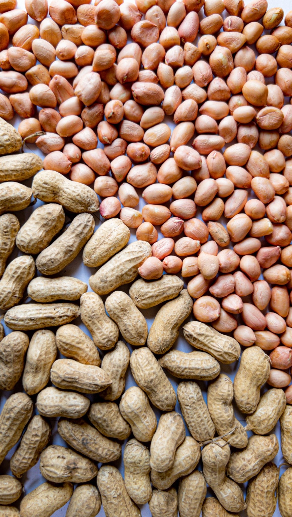 Raw Shelled Peanuts in Canada | Agrocrops
