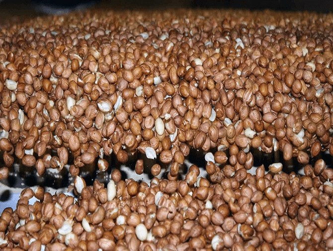 Raw Peanuts & Java Peanuts in Vietnam | Agrocrops