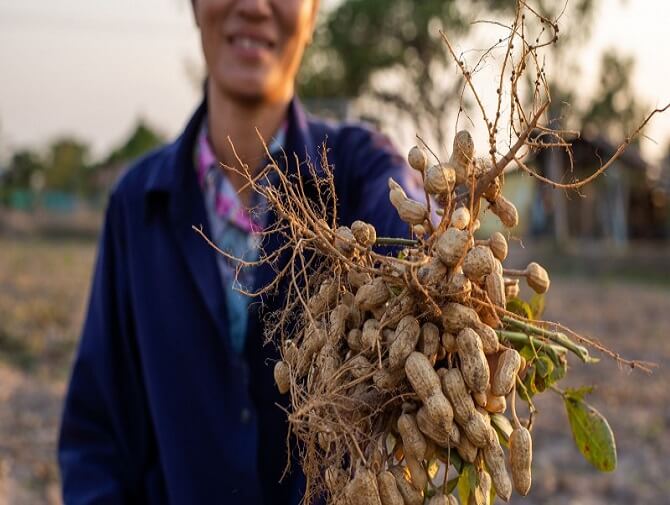 Groundnut Crop
