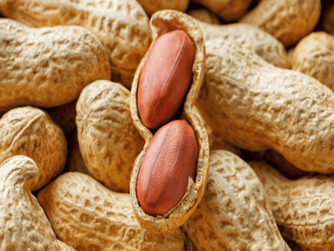 A Guide to Peanut Farming | Groundnut Farming Best Practices