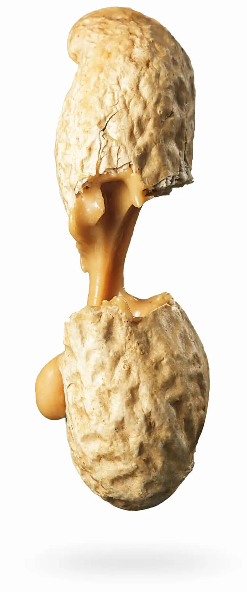 Best Peanut Variety for Premium Peanut Butter Manufacturing