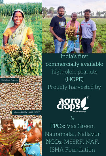 Best Quality Peanuts & Groundnut Exporters in India