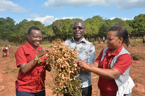 Peanut Snacks - Agrocrops